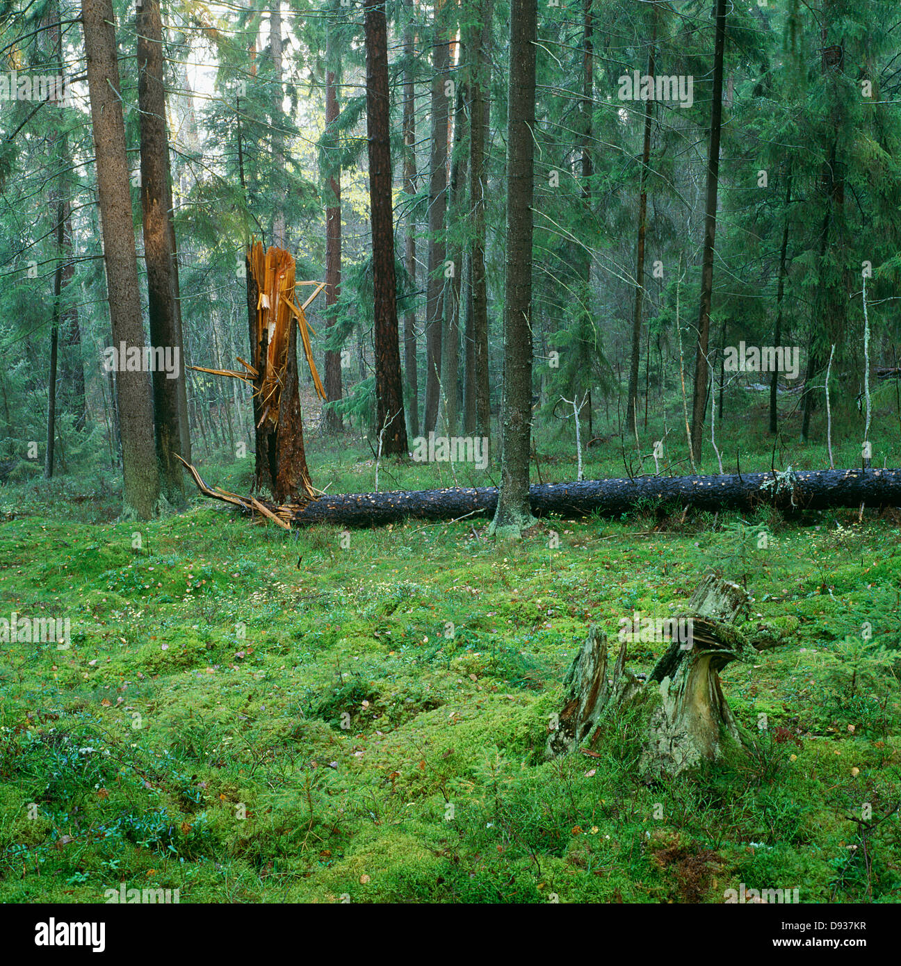 View of fallen tree in forest Stock Photo - Alamy