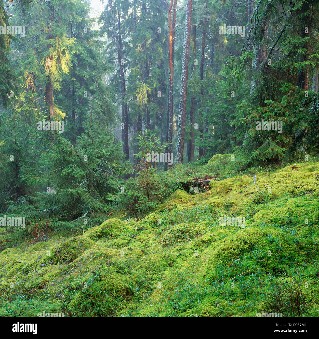 View of coniferous forest Stock Photo - Alamy