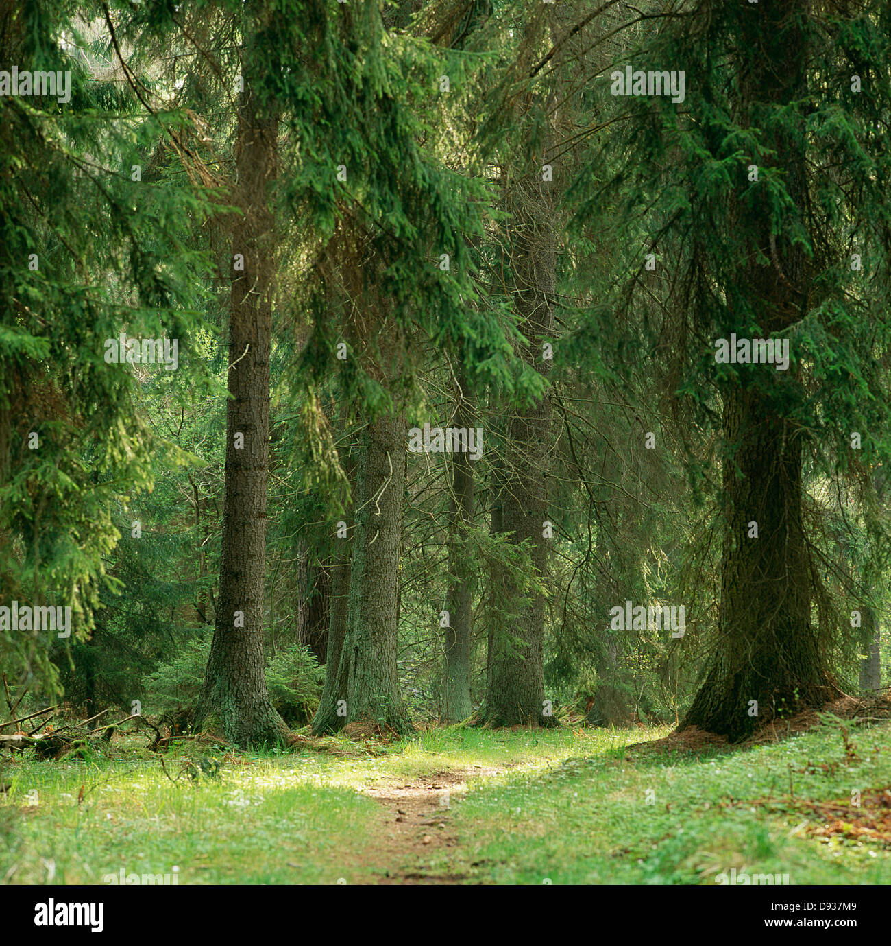 Path through coniferous forest Stock Photo - Alamy