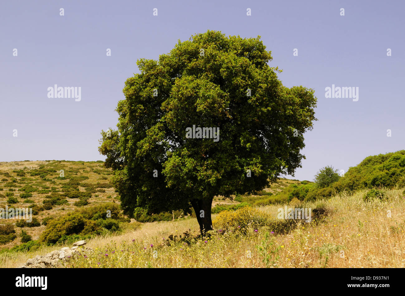 Kermes Oak, Quercus coccifera, Argolis, Peloponnese, Greece Stock Photo ...