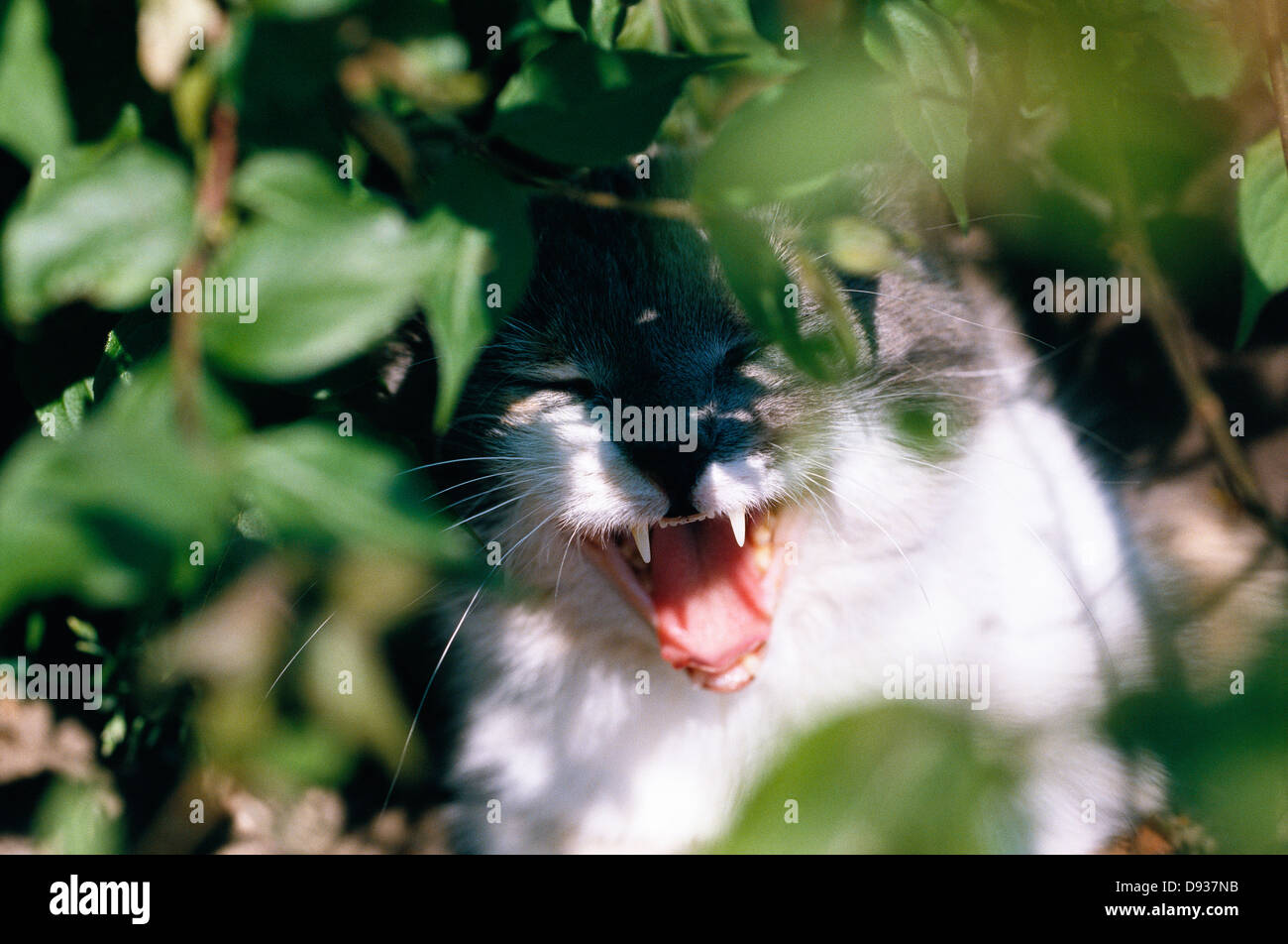 A cat miaowing Stock Photo - Alamy