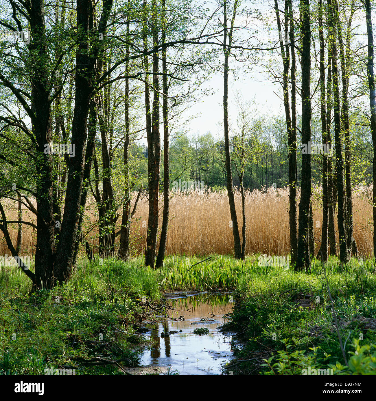 View of swamp in forest Stock Photo - Alamy