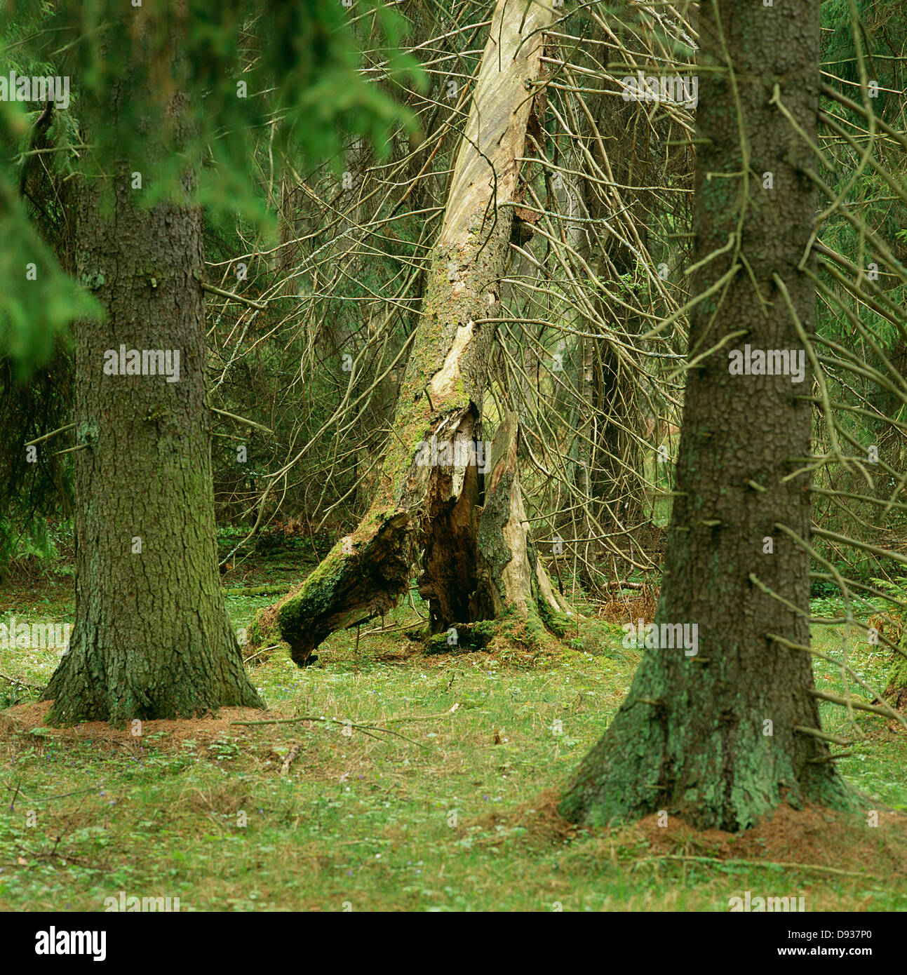 Old tree about to fall in forest Stock Photo - Alamy