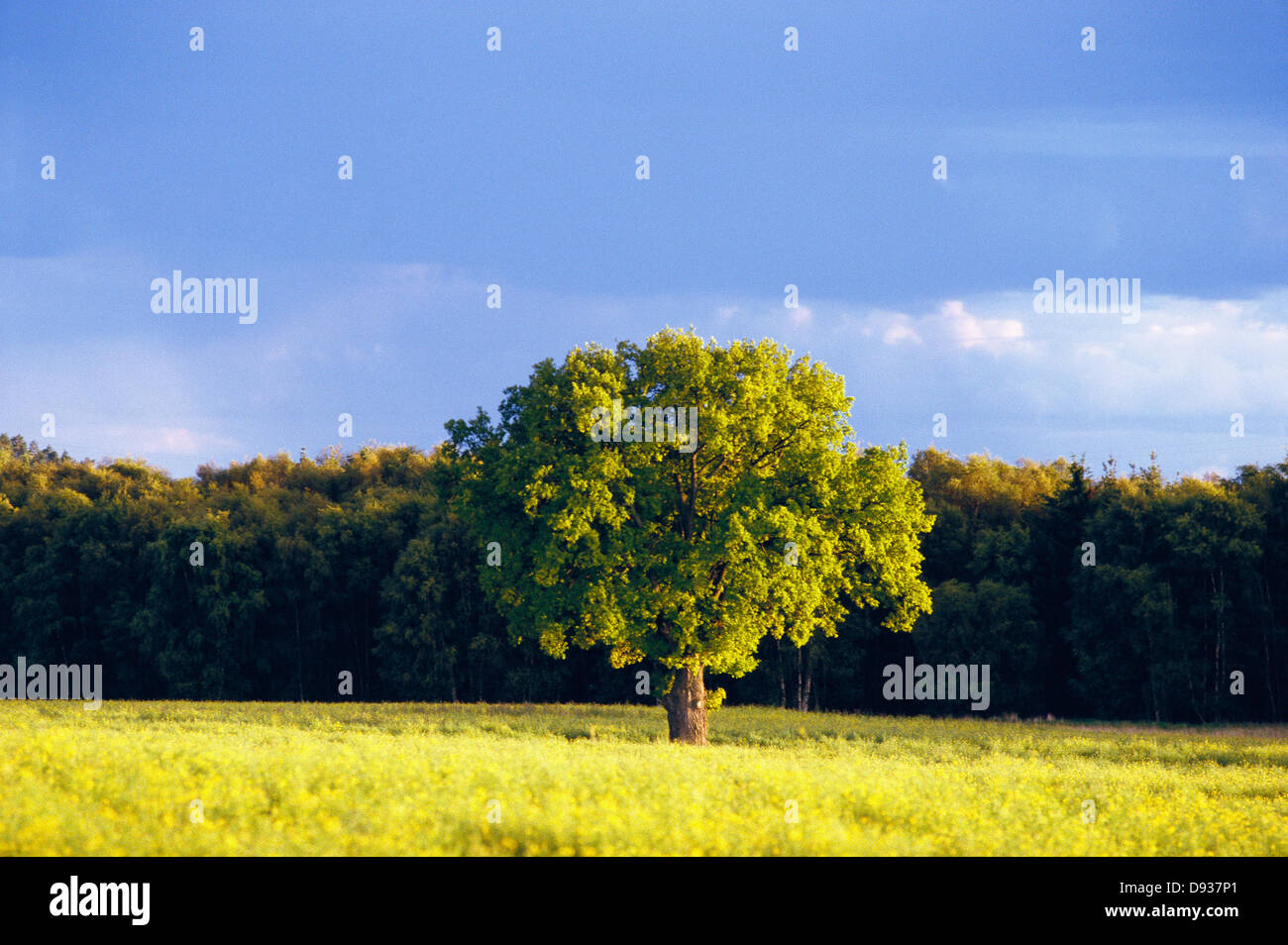 An oak.tree, Sweden Stock Photo - Alamy
