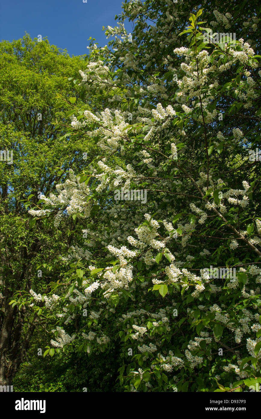 FLOWERS OF THE BIRD CHERRY[Prunus padus] TREE IN SPRINGTIME SCOTLAND ...