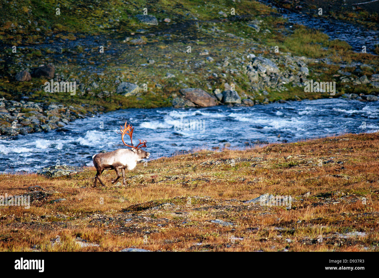 Bull reindeer hi-res stock photography and images - Alamy