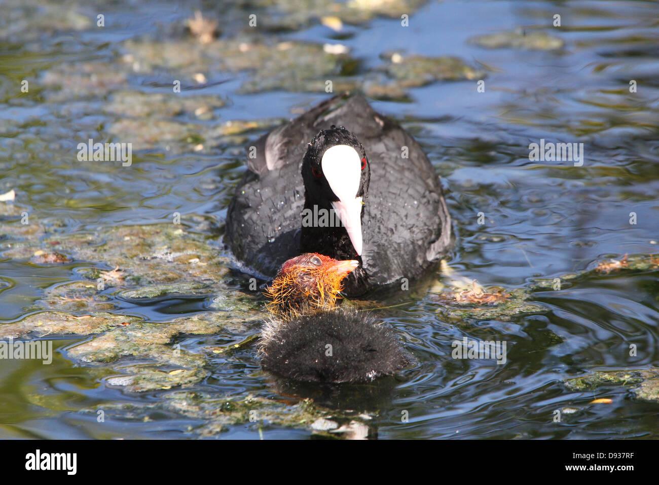Coot juveniles in water hi-res stock photography and images - Alamy