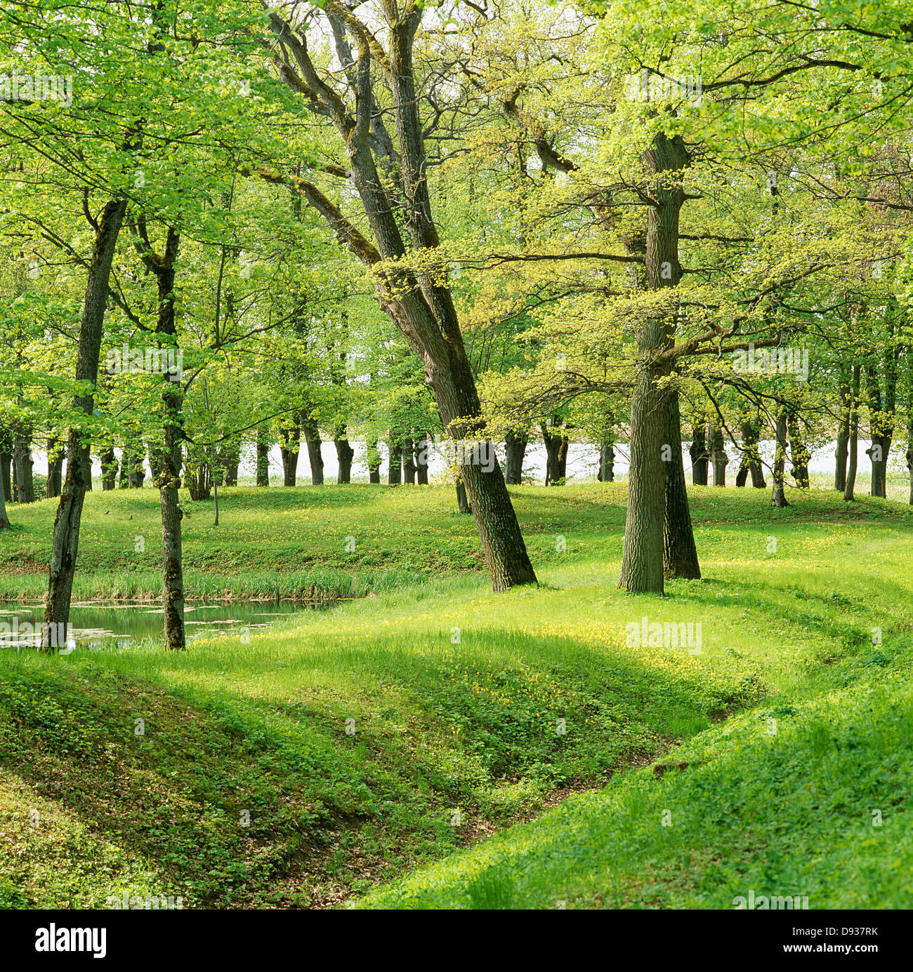 Trees of lush park Stock Photo - Alamy