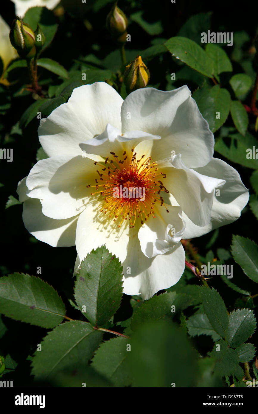 A white rose on display at the International Garden Show 2013 (IGS) on ...