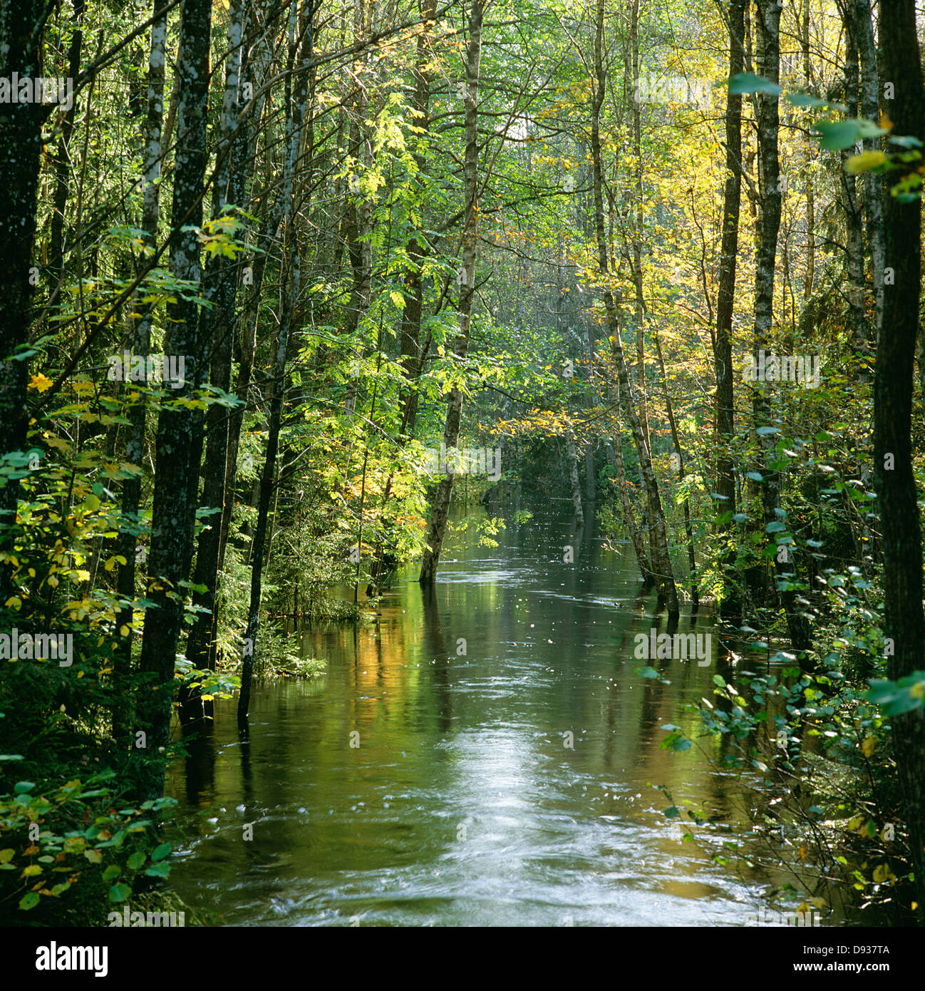 Watercourse in forest Stock Photo - Alamy