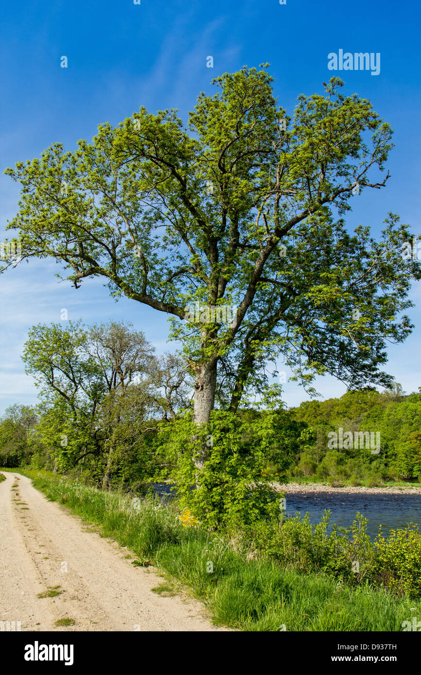 Old ash tree hi-res stock photography and images - Alamy
