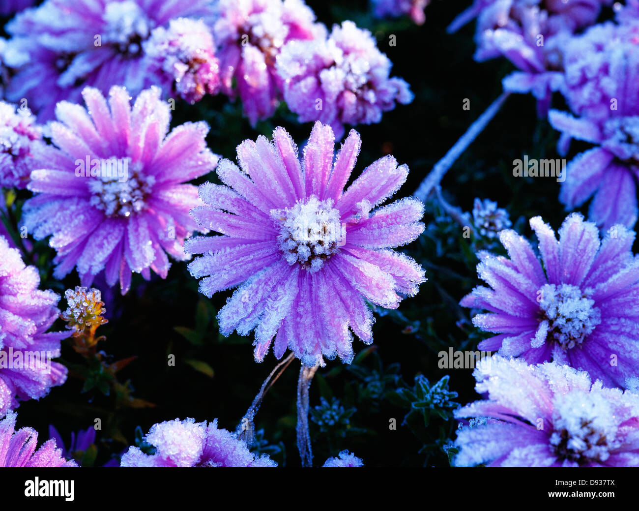 Frost aster plants hi-res stock photography and images - Alamy