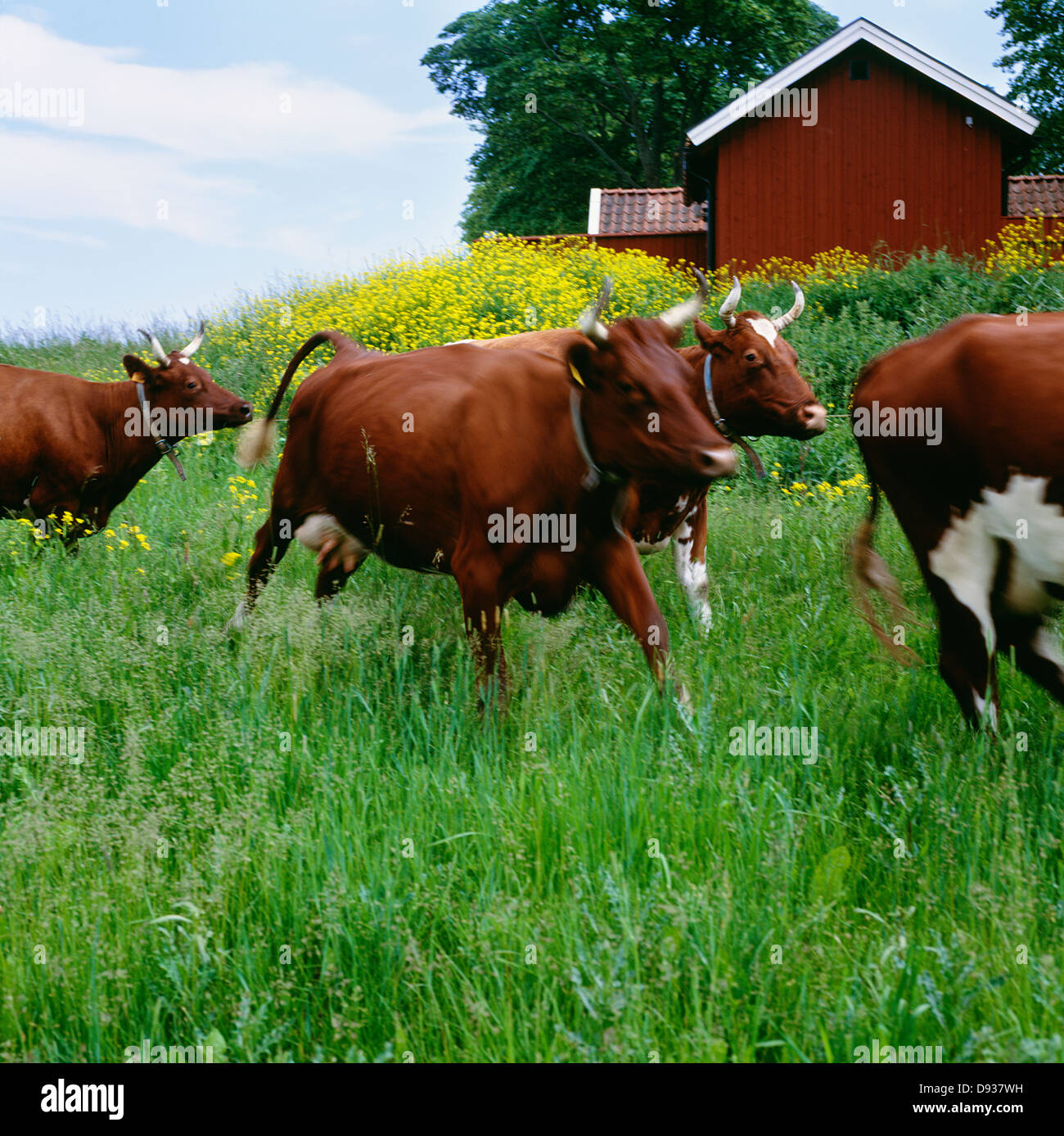 Cow running in field Stock Photo - Alamy