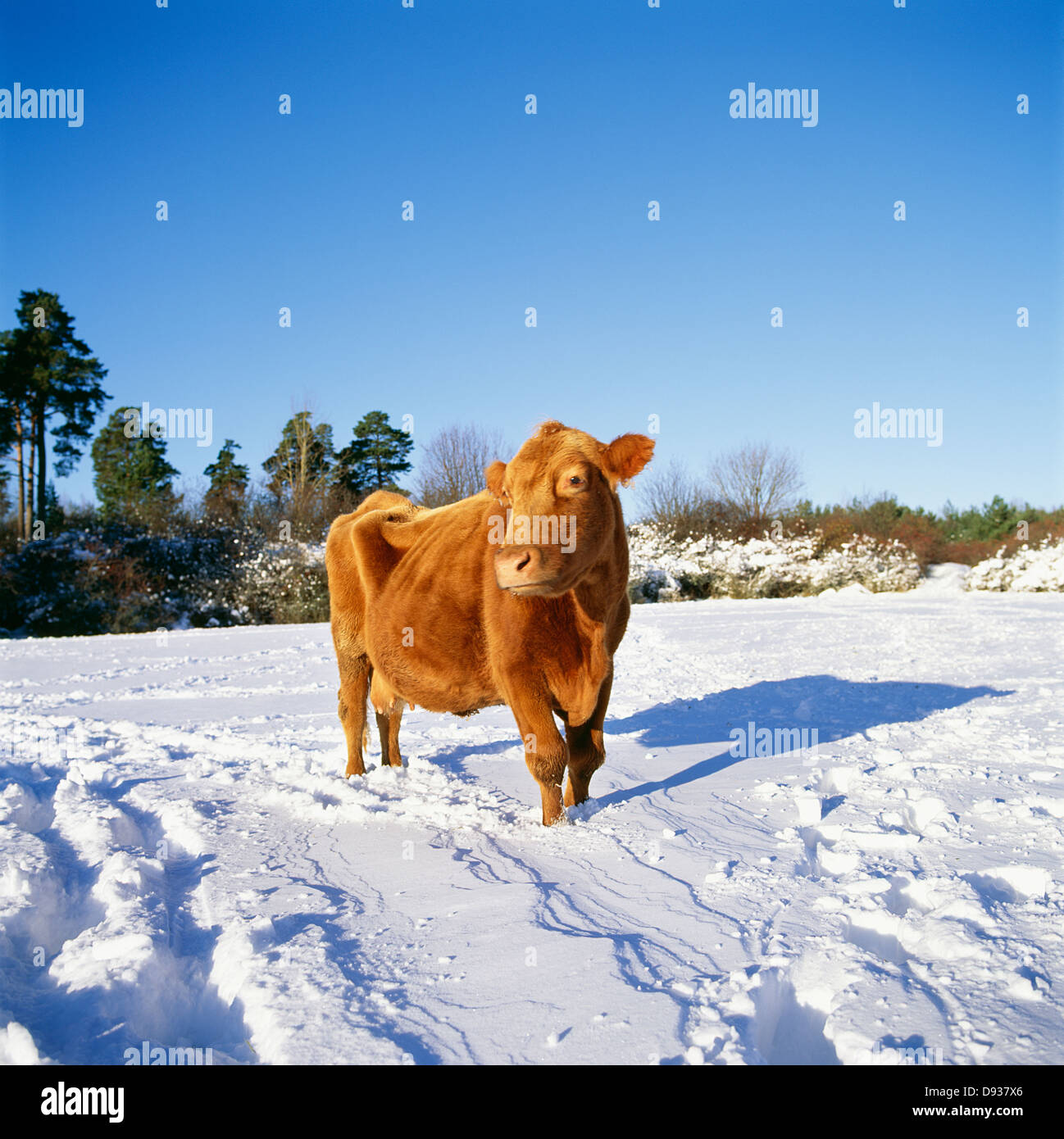 Snow covered cow hi-res stock photography and images - Alamy