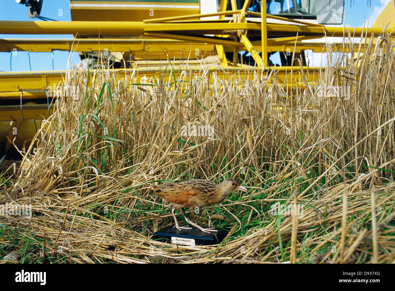 Corncrake hi-res stock photography and images - Alamy
