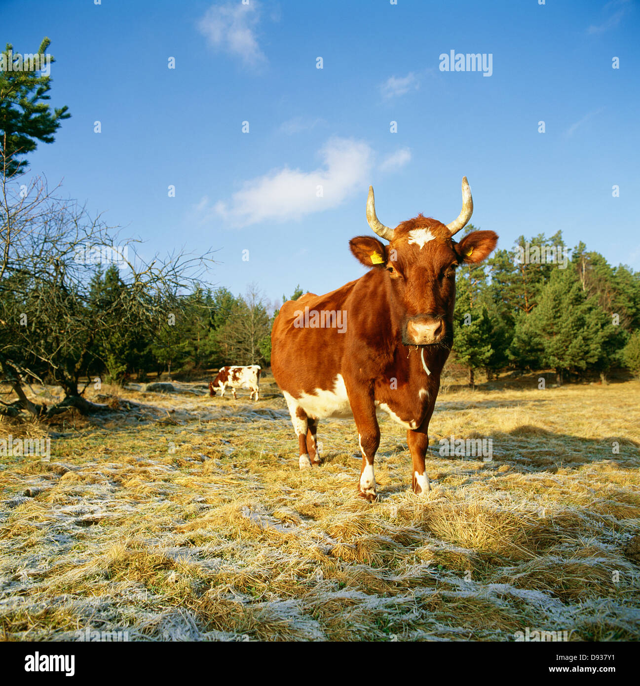 Field full of cows hi-res stock photography and images - Alamy