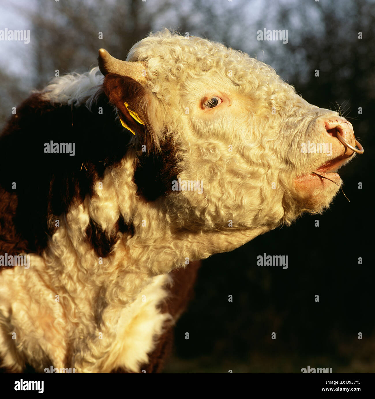 Bull close up hi-res stock photography and images - Alamy