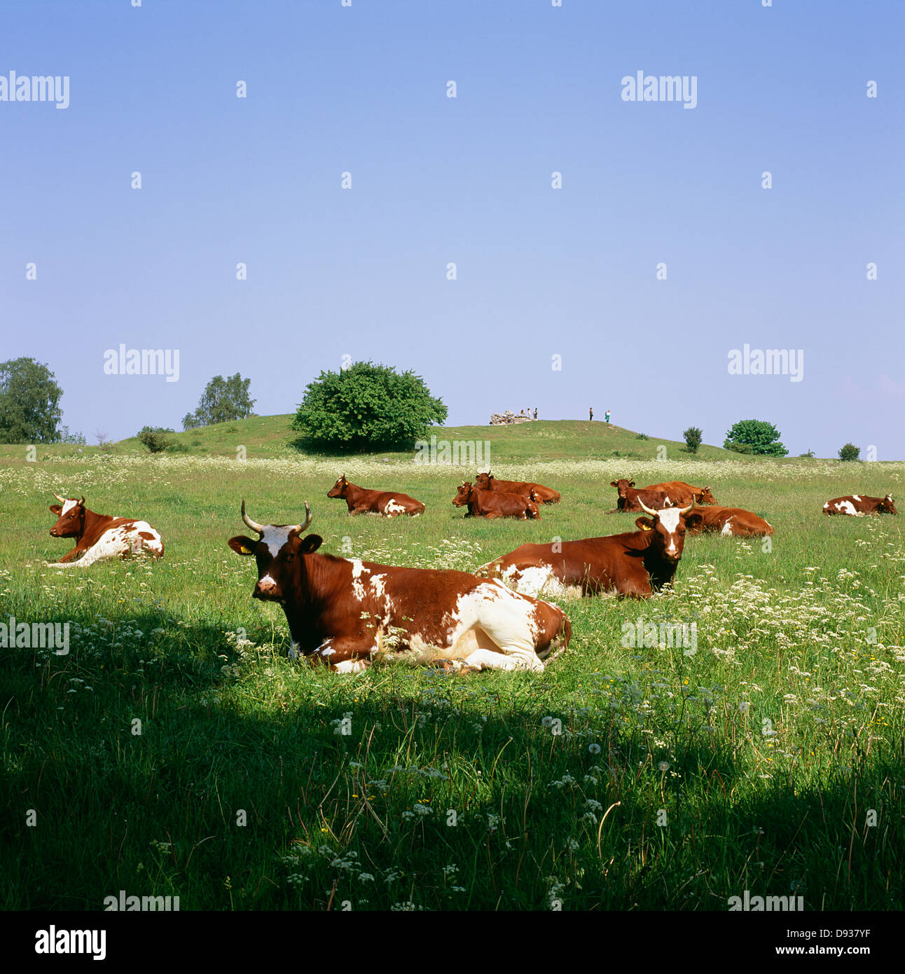 Three lying cows hi-res stock photography and images - Alamy