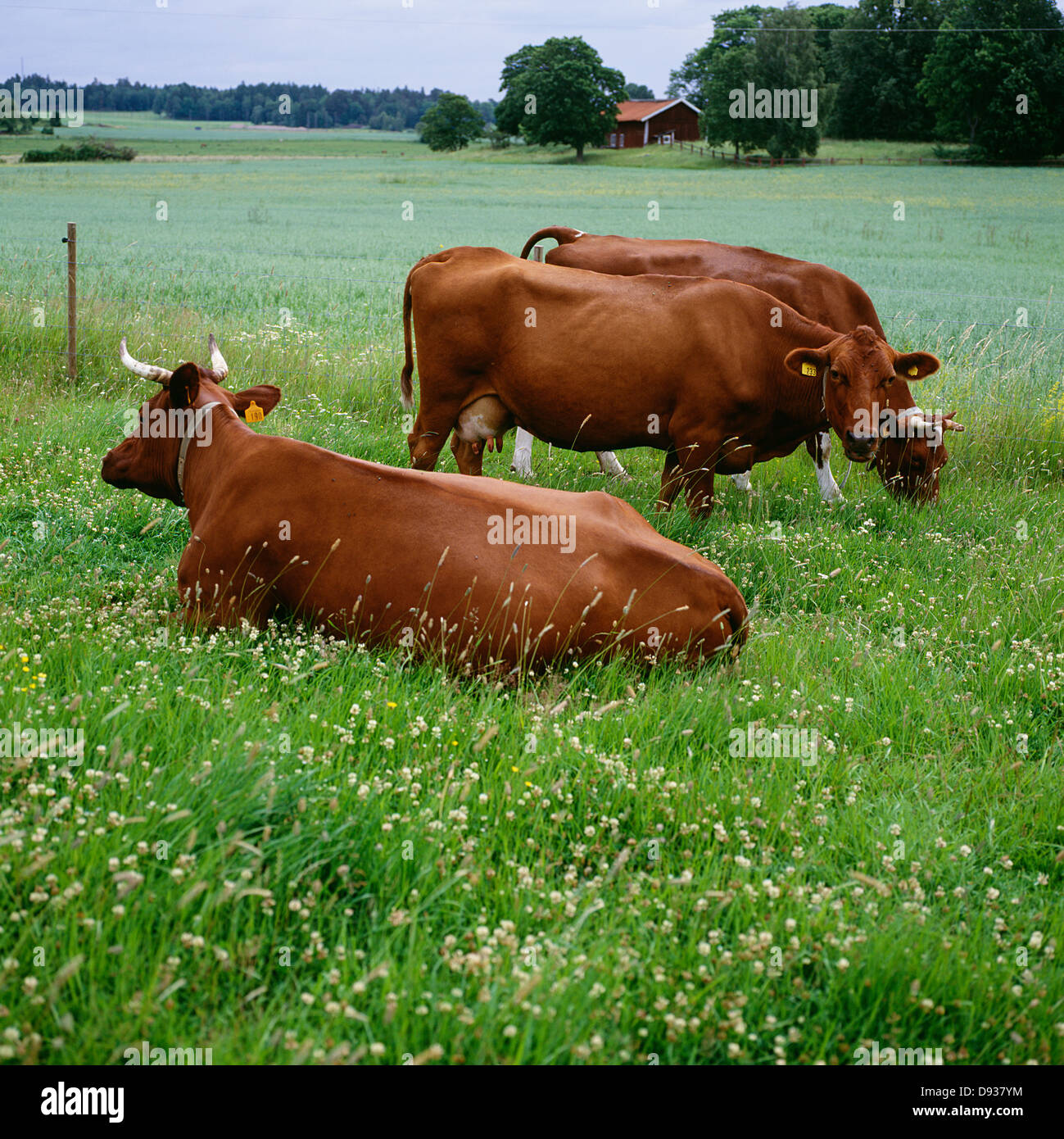 View of cows in field Stock Photo - Alamy