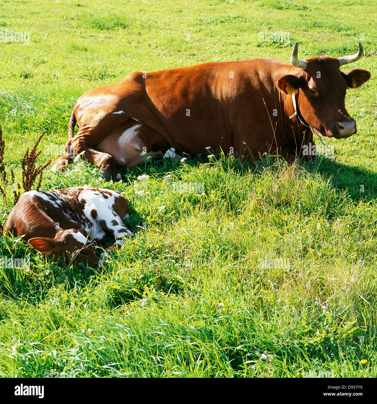 Calf lying grass cow hi-res stock photography and images - Alamy