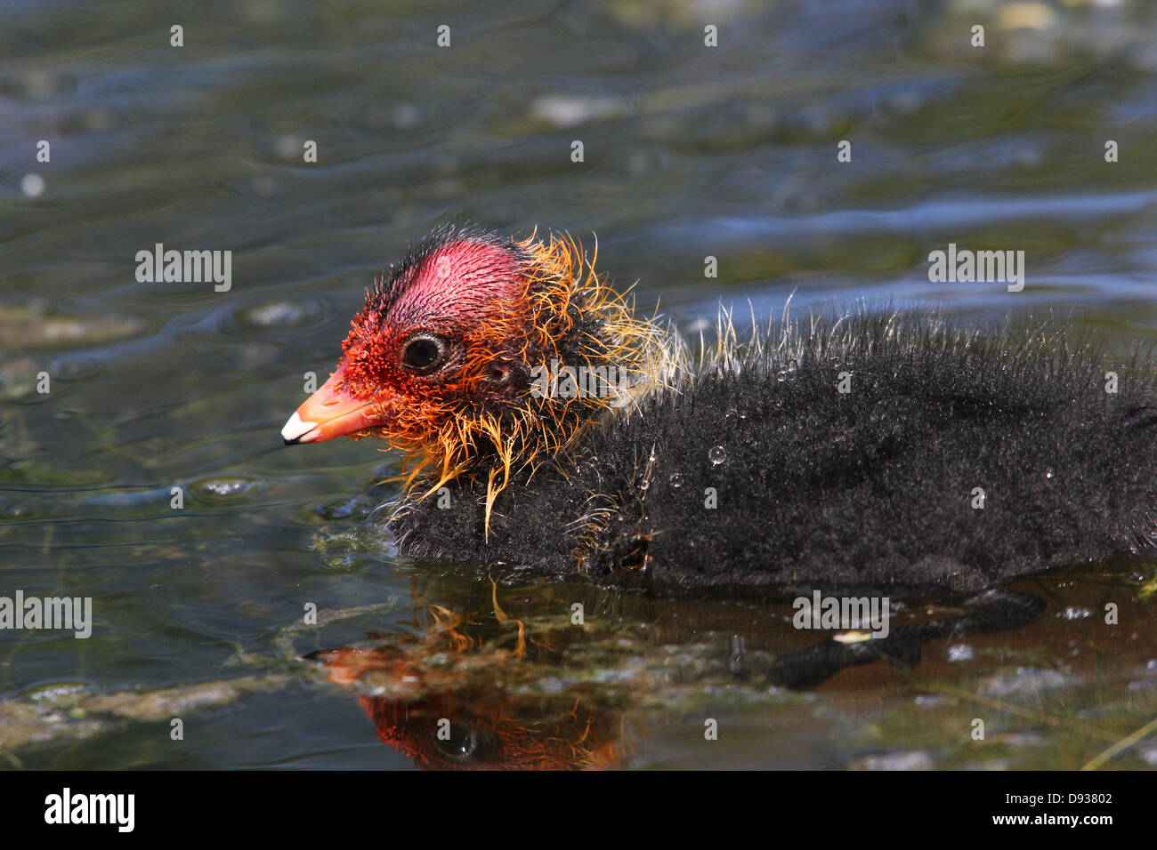 Baby coots hi-res stock photography and images - Alamy