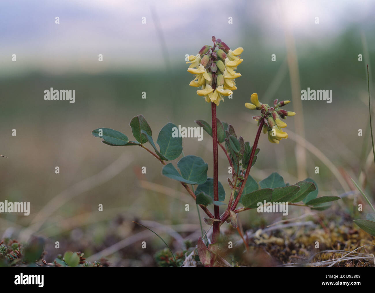 Phanerogams And Herbs High Resolution Stock Photography and Images - Alamy