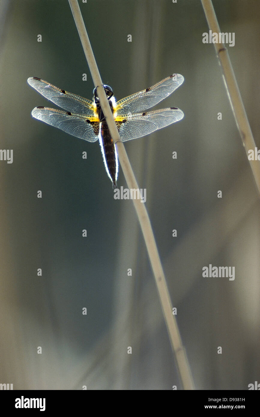 Libellus hi-res stock photography and images - Alamy