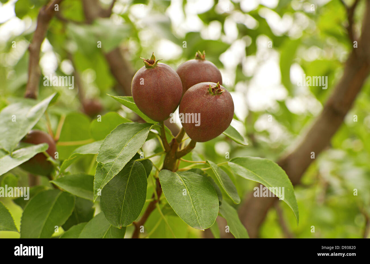 Growing pear hi-res stock photography and images - Alamy