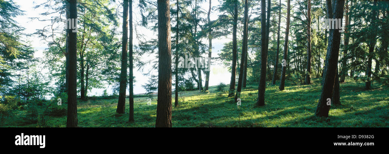 View of forest Stock Photo - Alamy