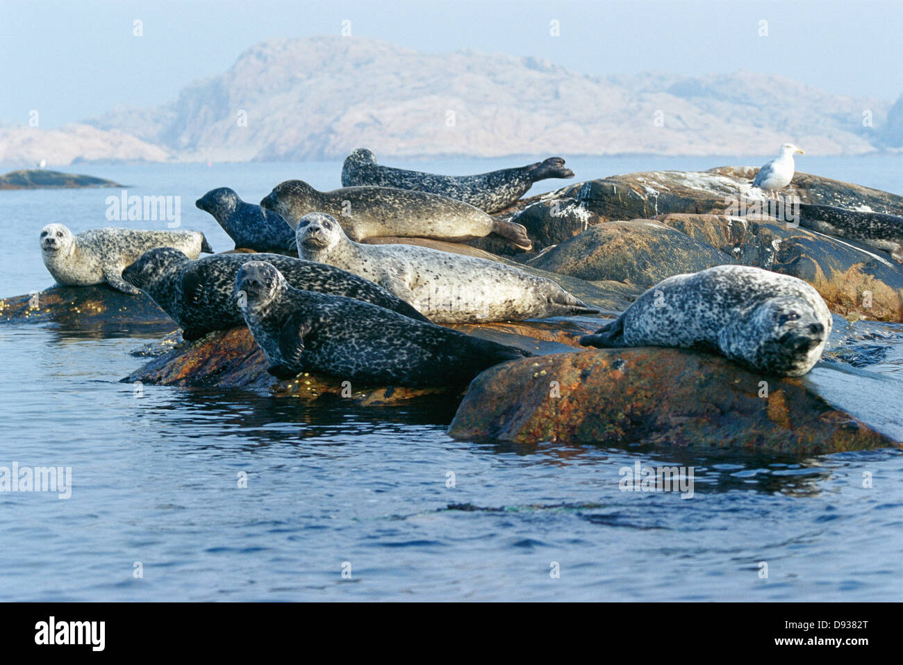 Lying seals hi-res stock photography and images - Alamy