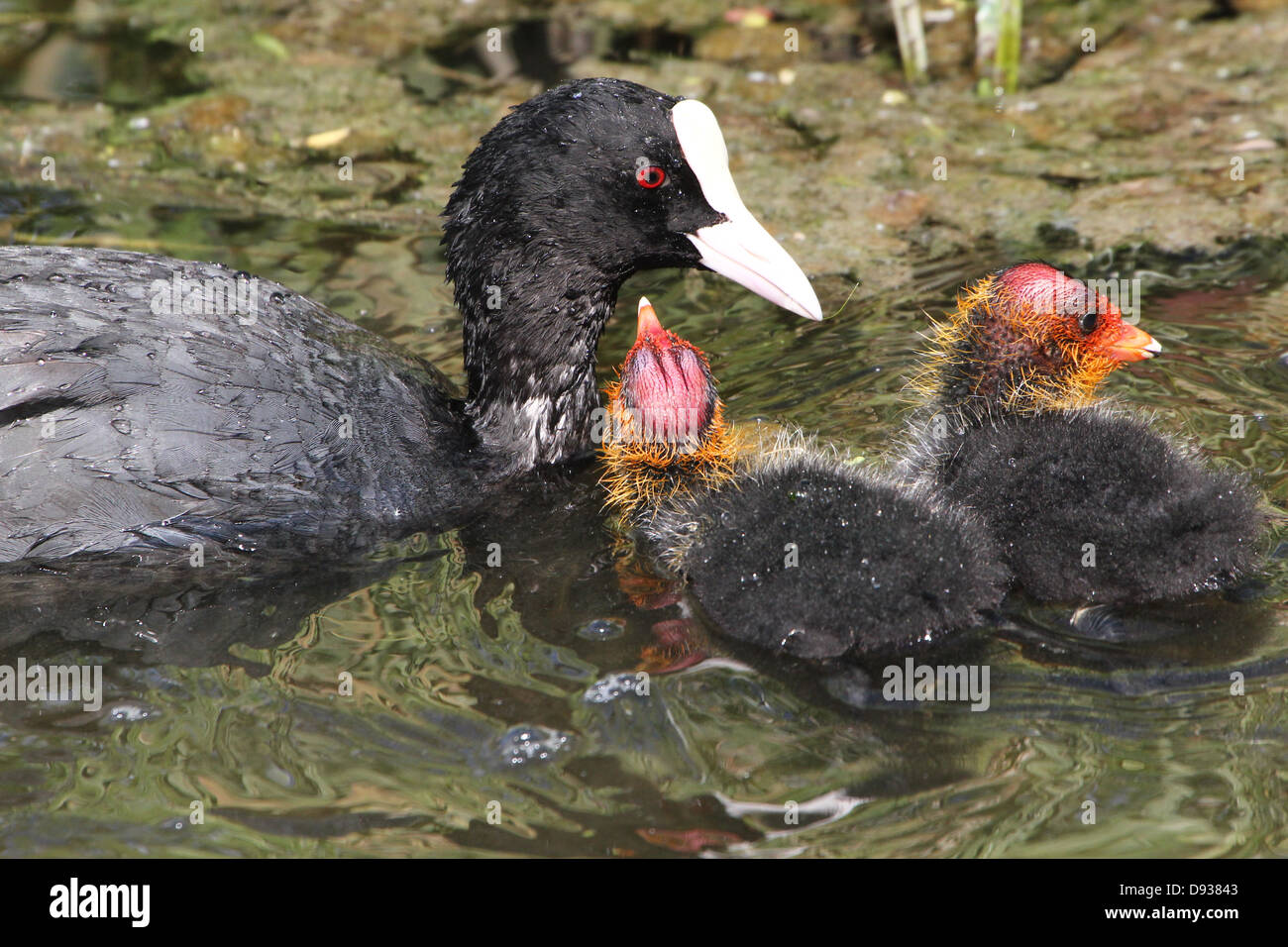 Detailed close-up of juvenile Eurasian Coots (Fulica atra) swimming and ...