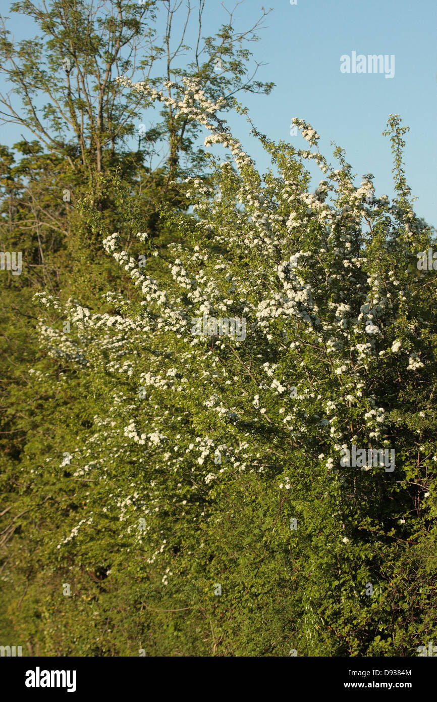 Hawthorn in flower Stock Photo - Alamy