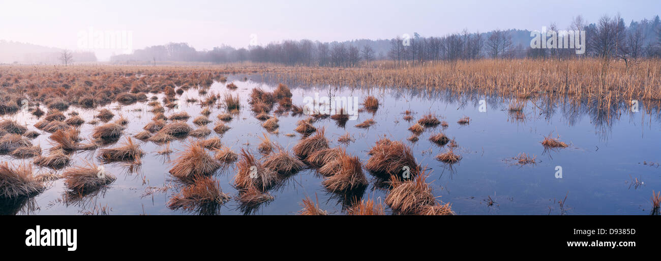 Swamp view hi-res stock photography and images - Alamy