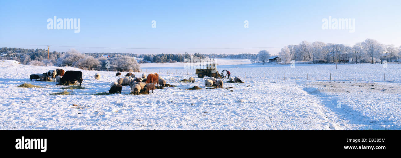 View of animals in snow covered landscape Stock Photo - Alamy