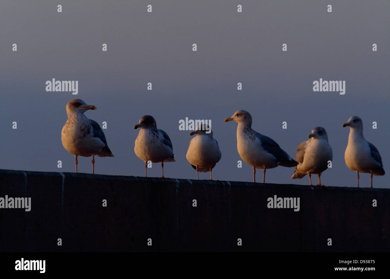 Row of seagulls hi-res stock photography and images - Alamy