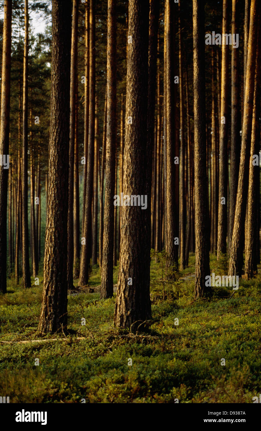 Coniferous vertical hi-res stock photography and images - Alamy