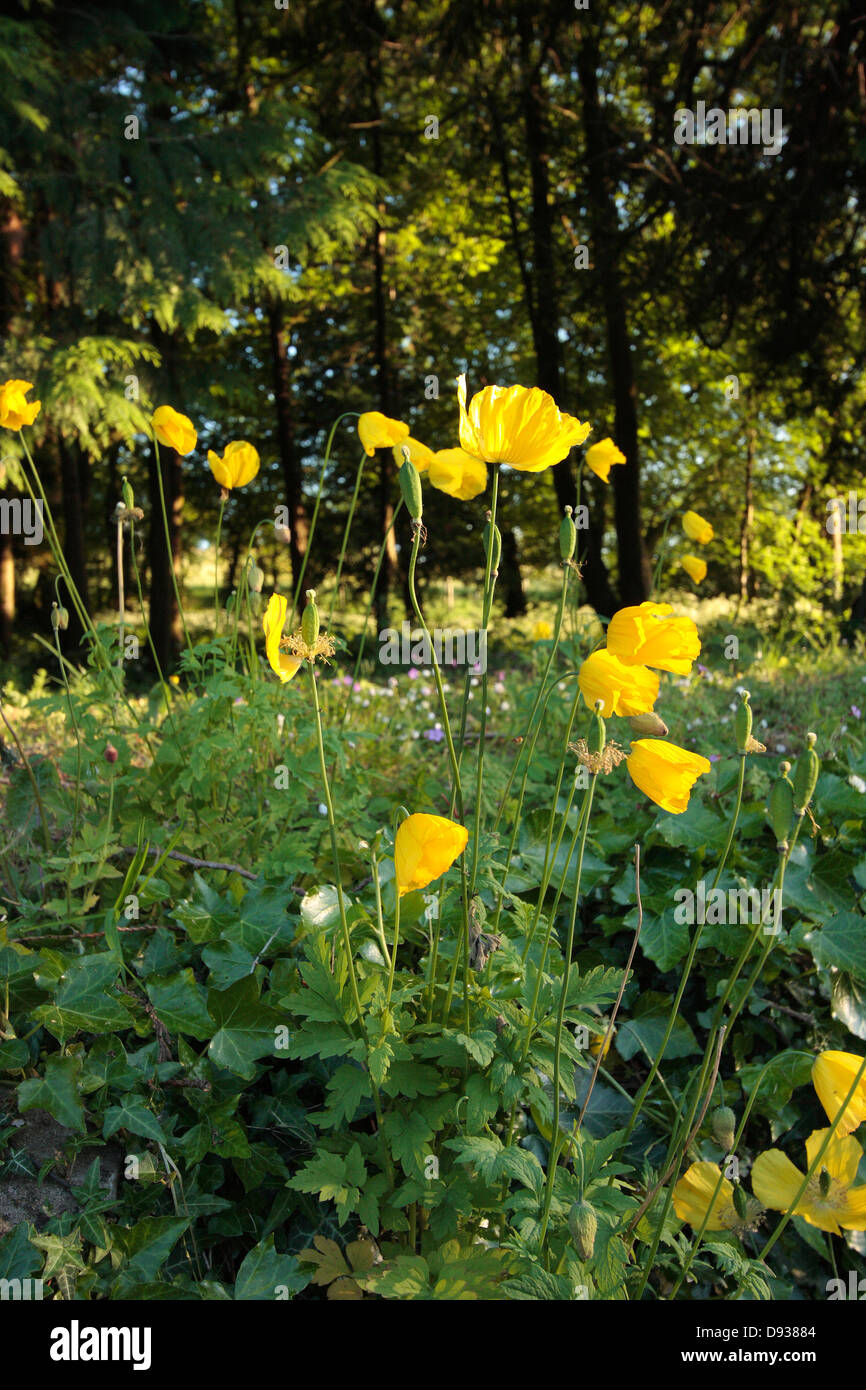 Yellow Welsh Poppies Stock Photo - Alamy