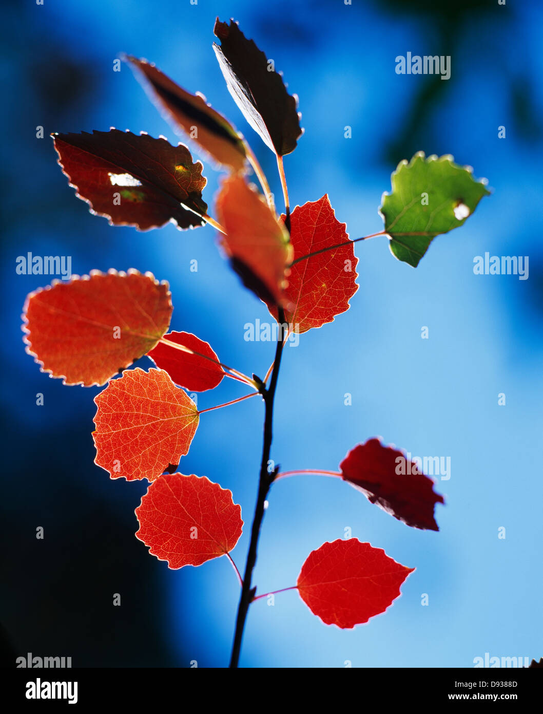 Autumn coloured aspen leaves Stock Photo - Alamy