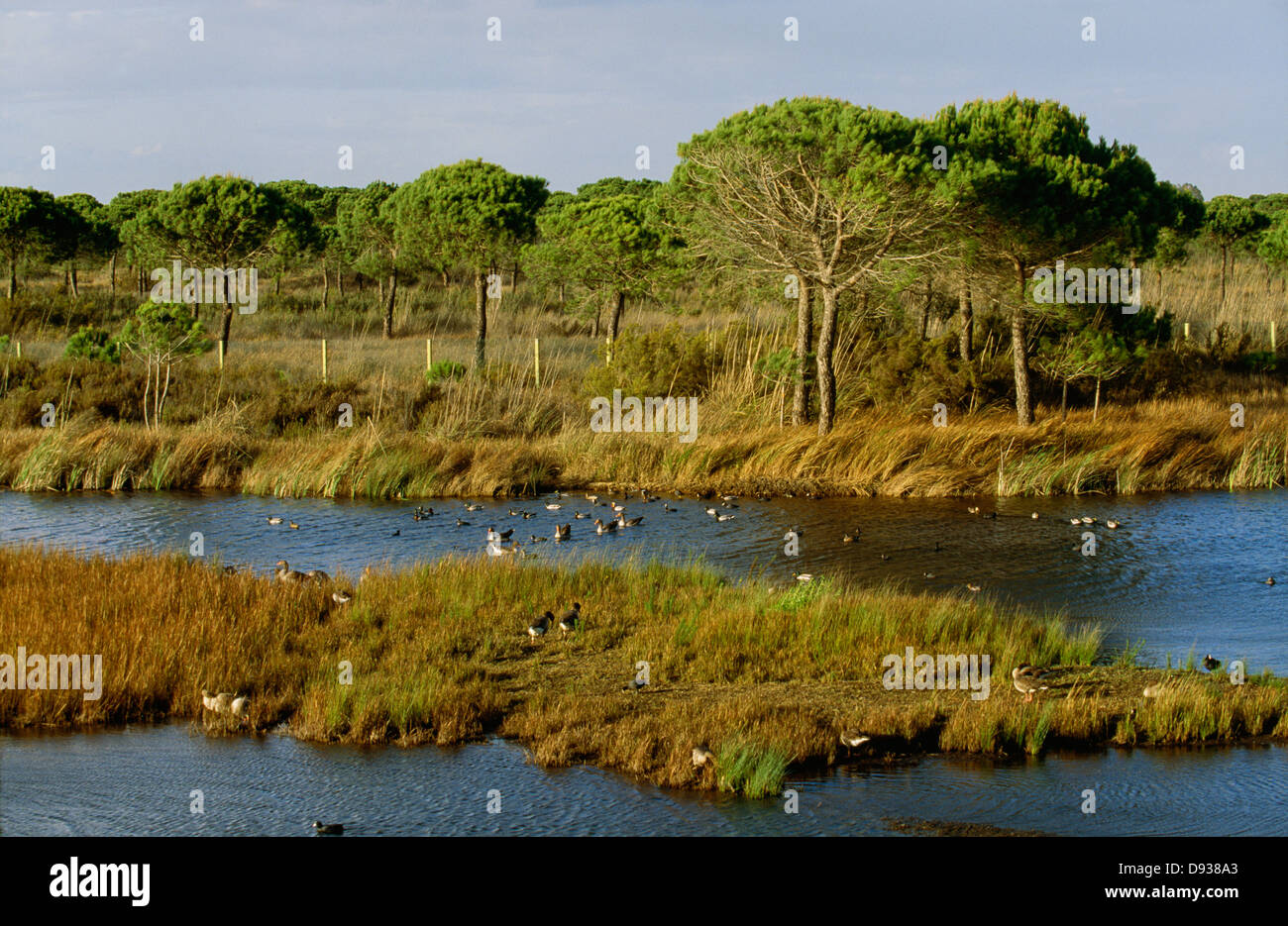 Swamp birds hi-res stock photography and images - Alamy