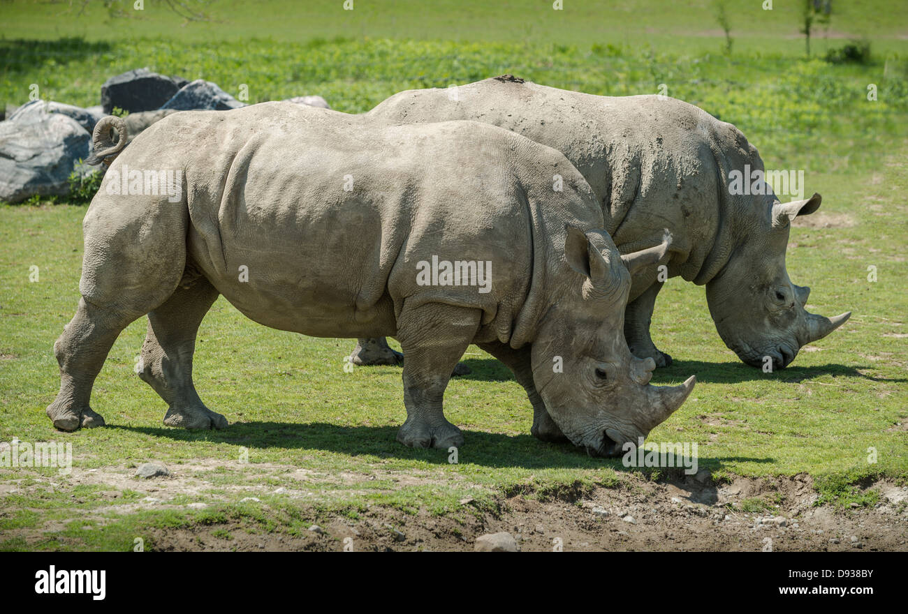 A couple of white Rhinoceros Grazing together. It is a beautiful sunny ...