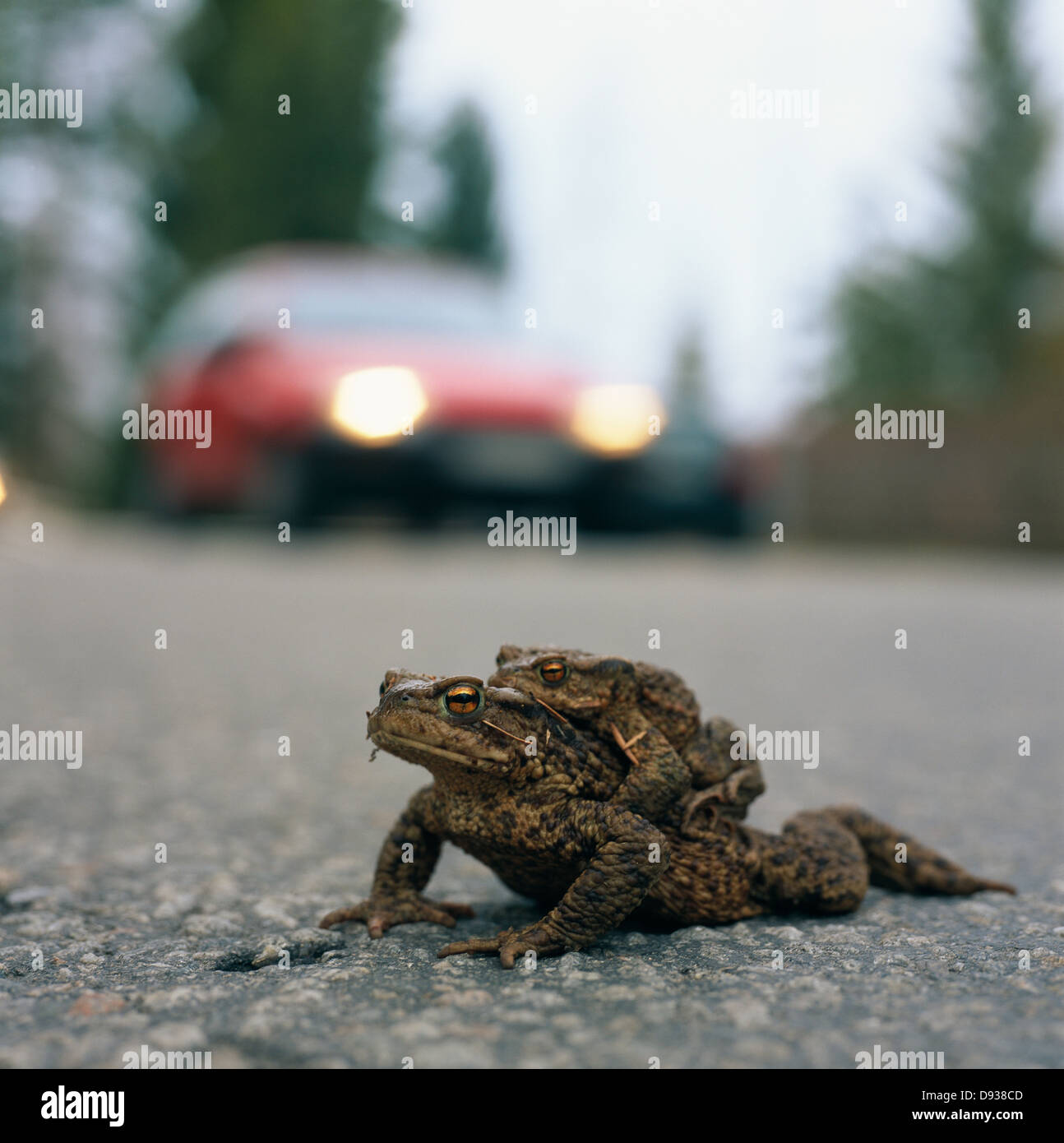 Love toads hi-res stock photography and images - Alamy