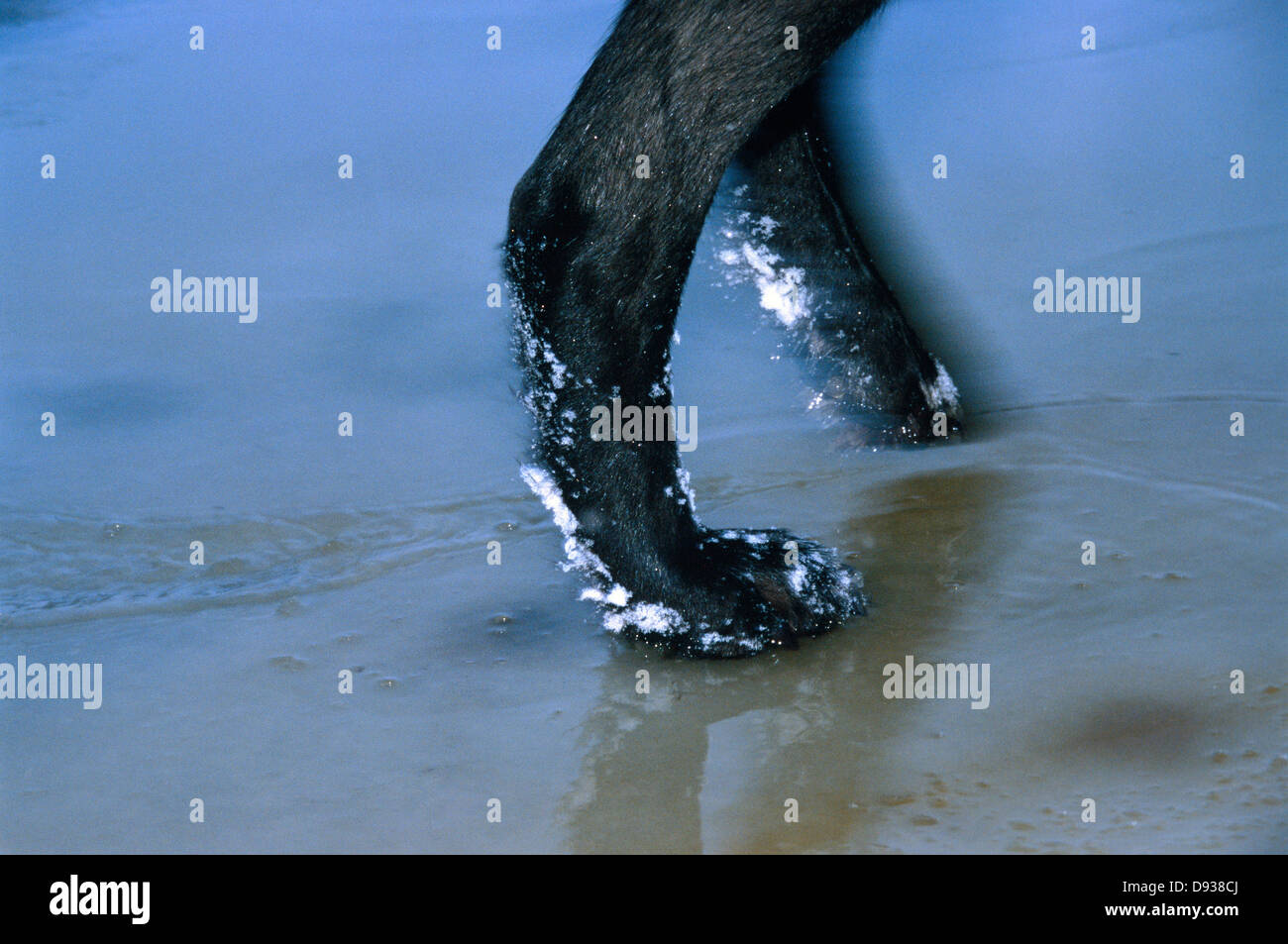 The legs of a wolf Stock Photo - Alamy