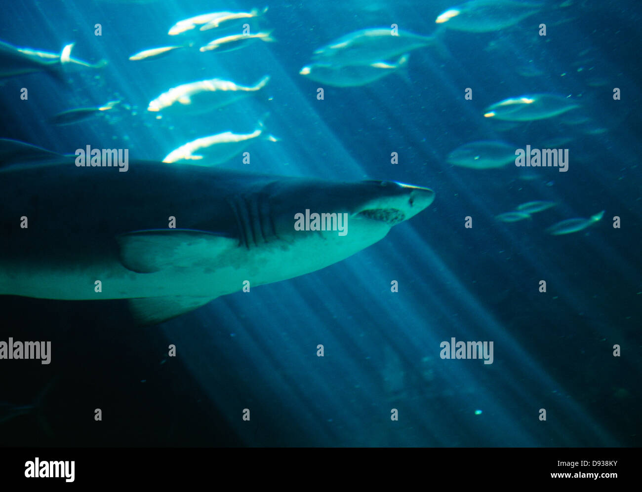 A shark under water Stock Photo - Alamy
