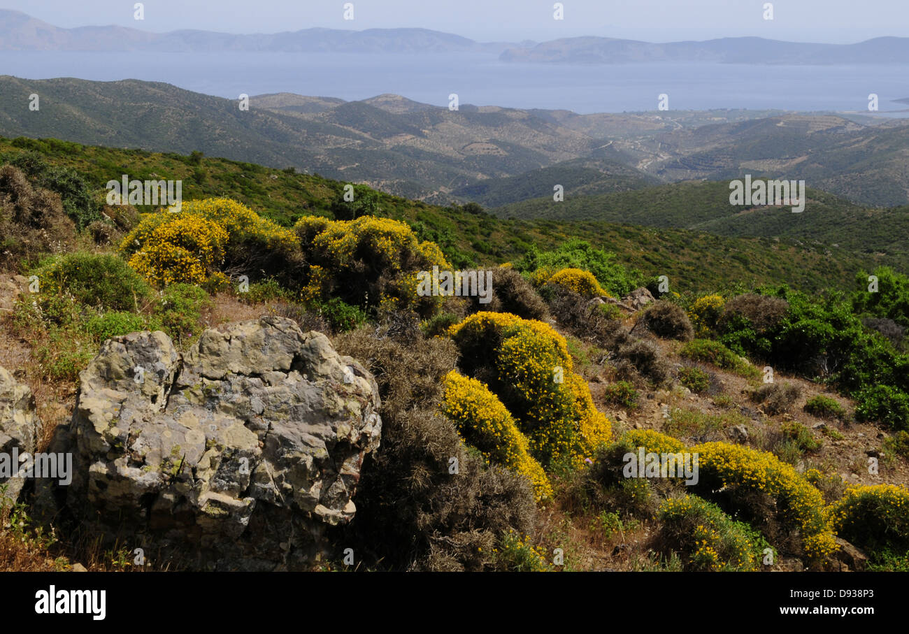 Mediterranean shrubland hi-res stock photography and images - Alamy