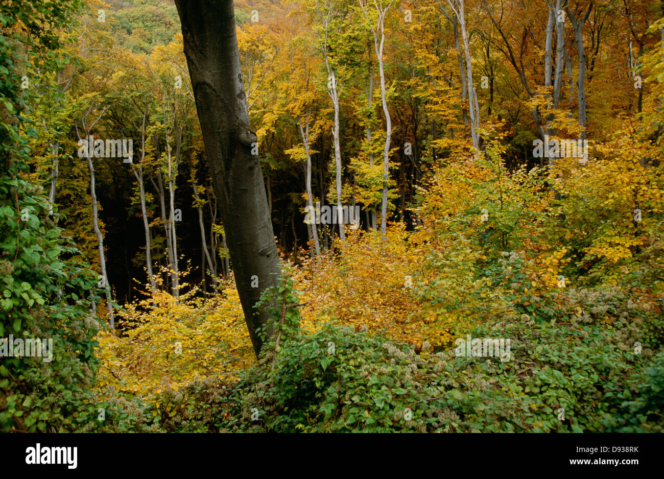 View of autumn forest hi-res stock photography and images - Alamy