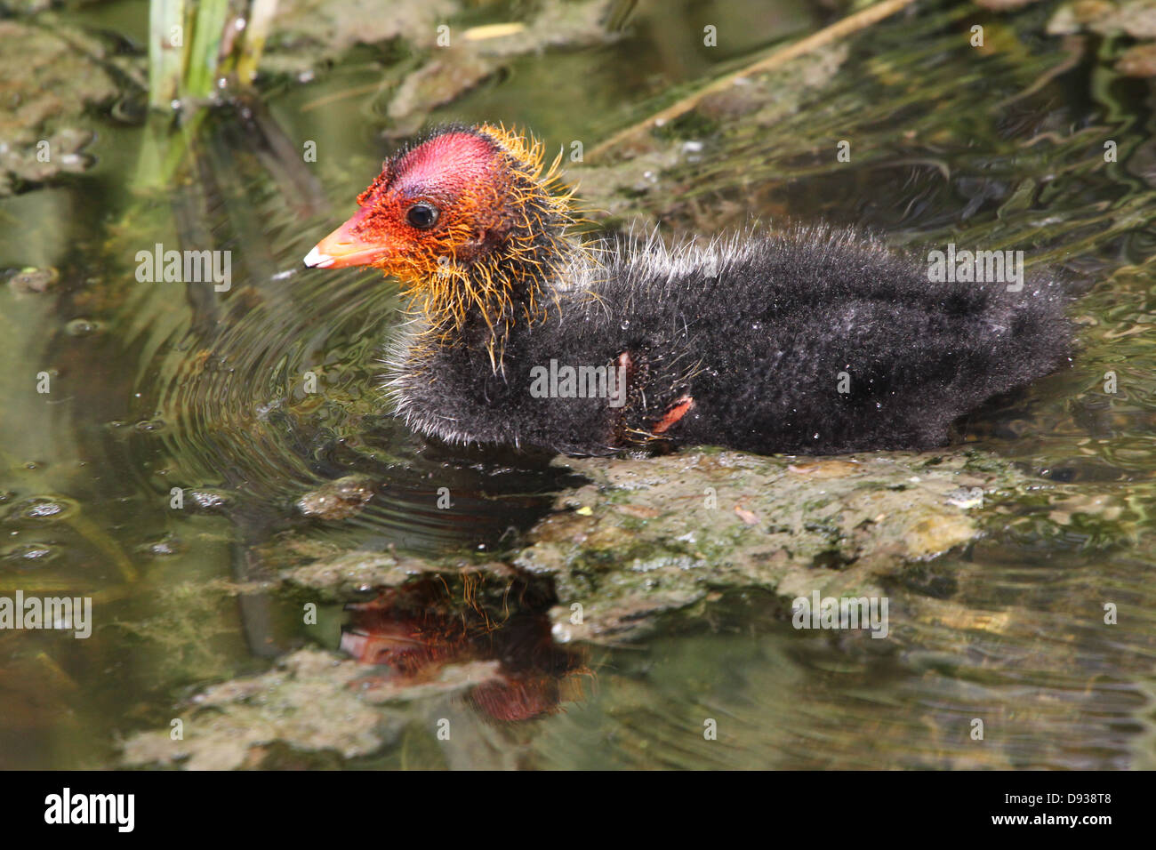 Baby coot hi-res stock photography and images - Alamy