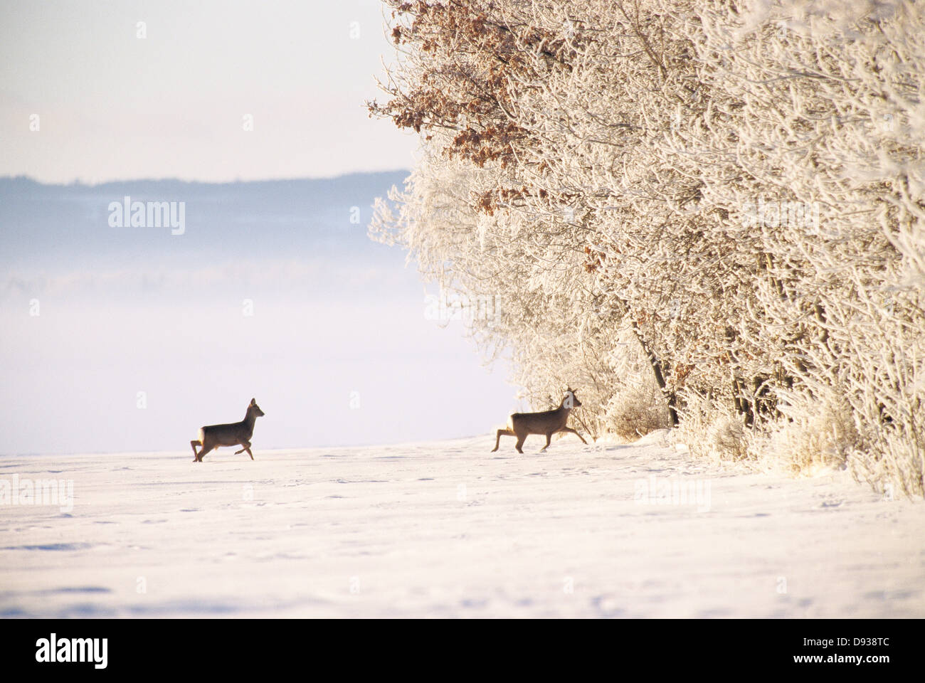 Roe deer in the winter Stock Photo - Alamy