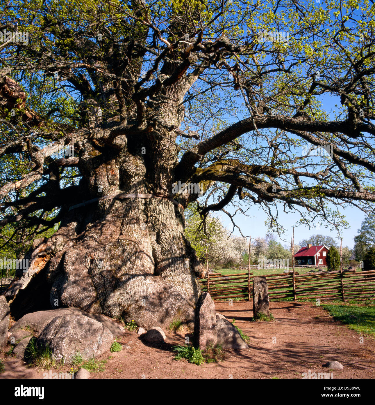 A big oak, Sweden Stock Photo - Alamy