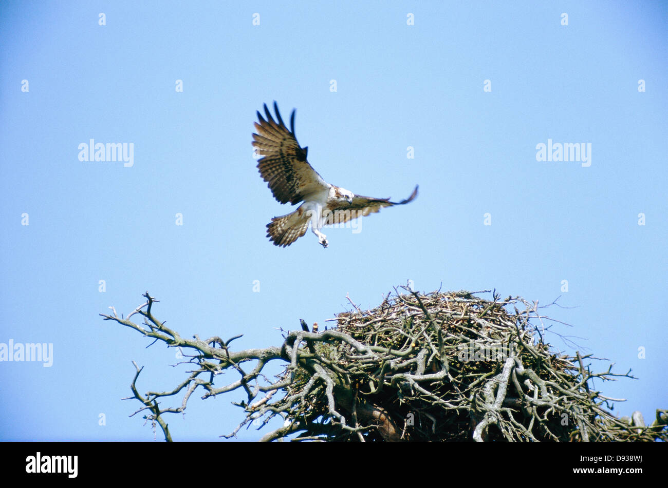 Fish hawk hi-res stock photography and images - Alamy