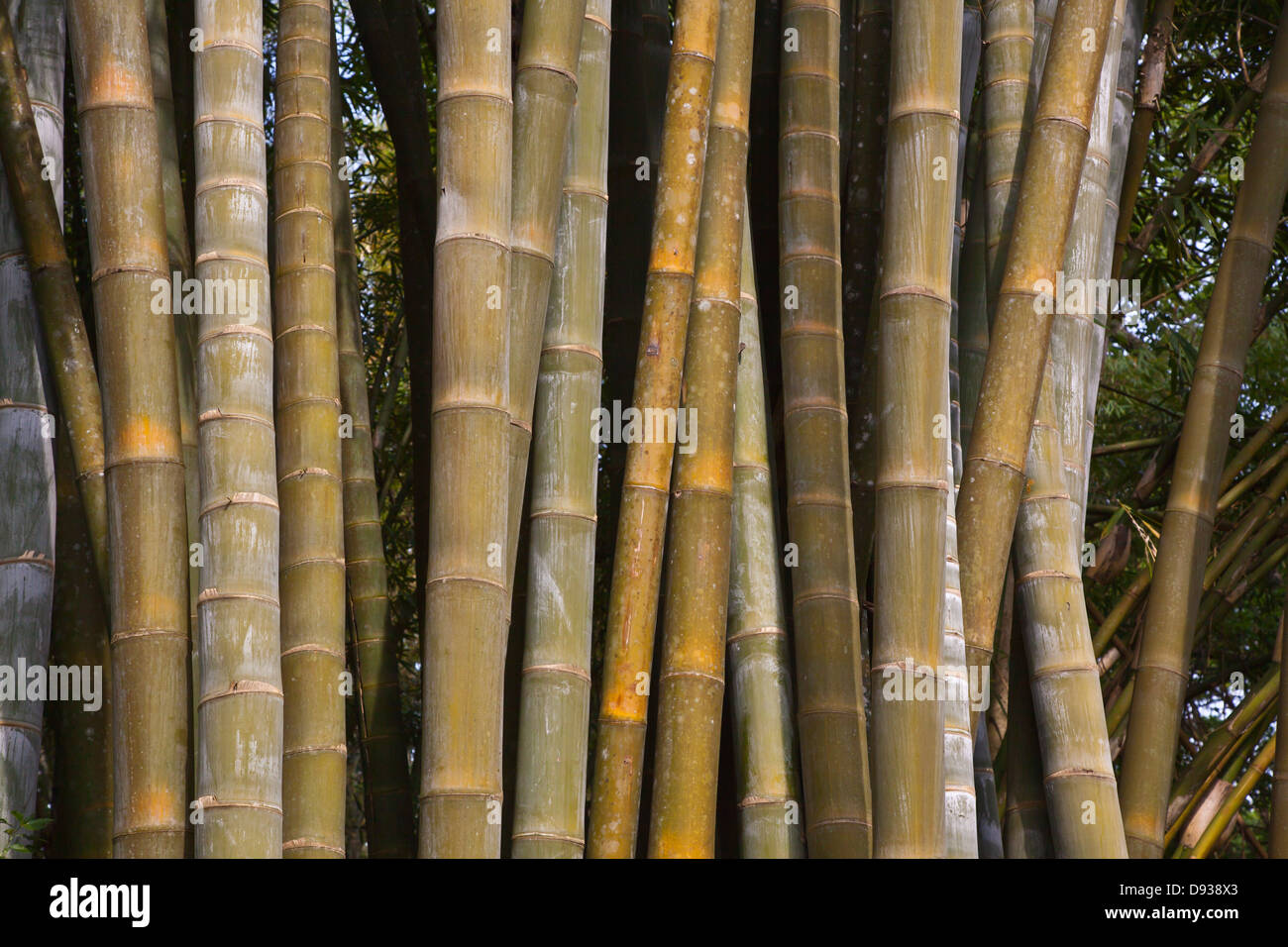 GIANT BAMBOO at the NATIONAL KANDAWGYI GARDENS in PYIN U LWIN also ...